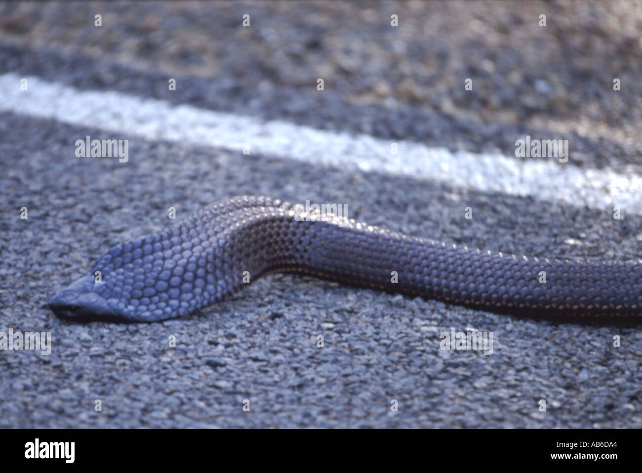 TIGER SNAKE ON HIGHWAY ROAD SURFACE KANGAROO ISLAND SOUTH AUSTRALIA ...