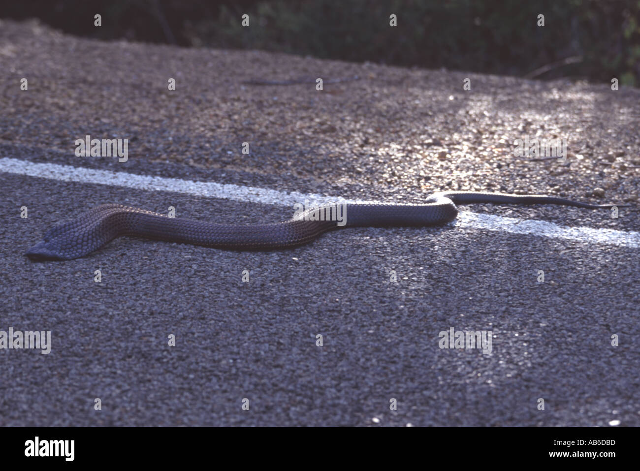 TIGER SNAKE ON HIGHWAY ROAD SURFACE KANGAROO ISLAND SOUTH AUSTRALIA ...