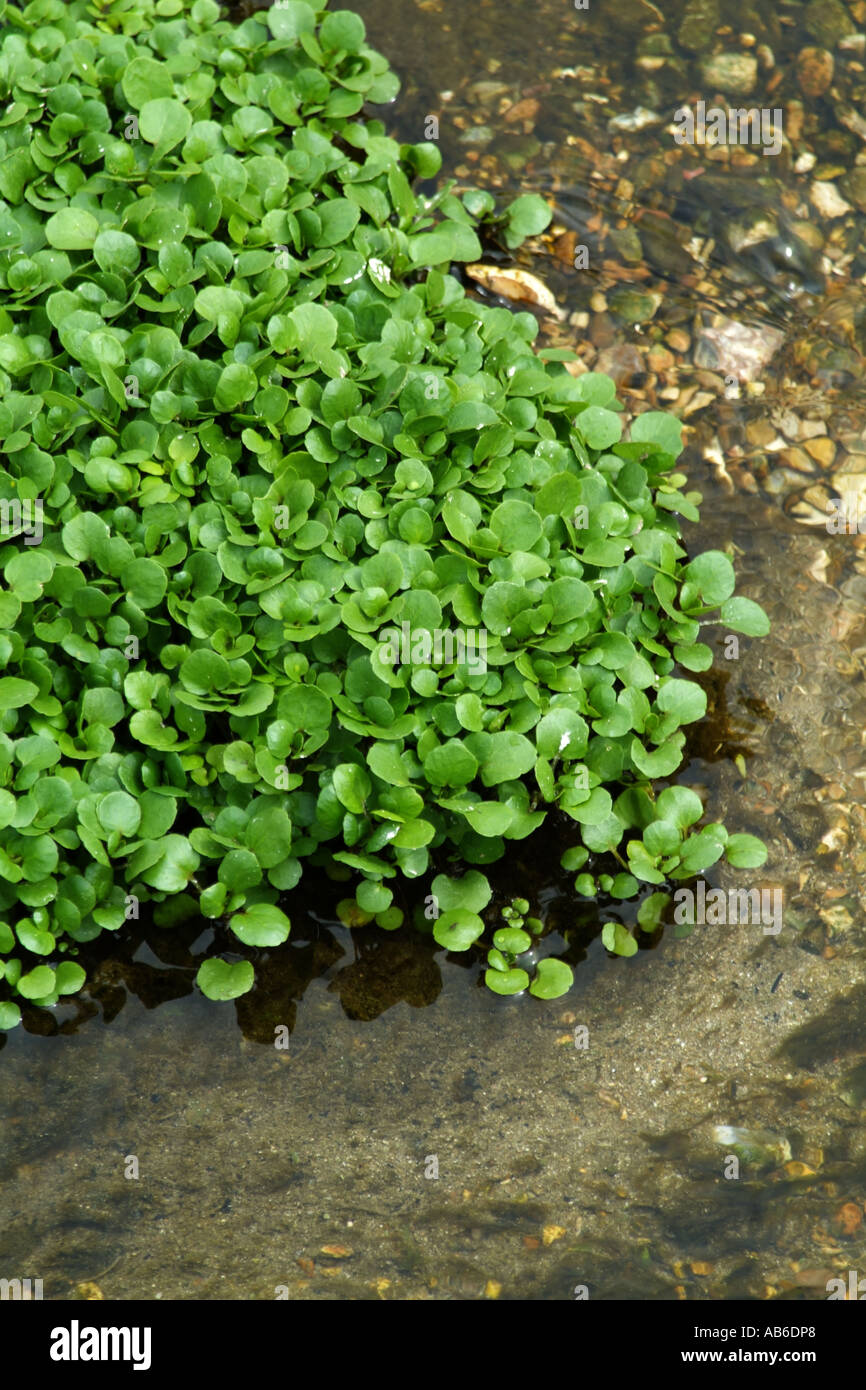 Watercress growing on gravel with water flowing from a spring near ...