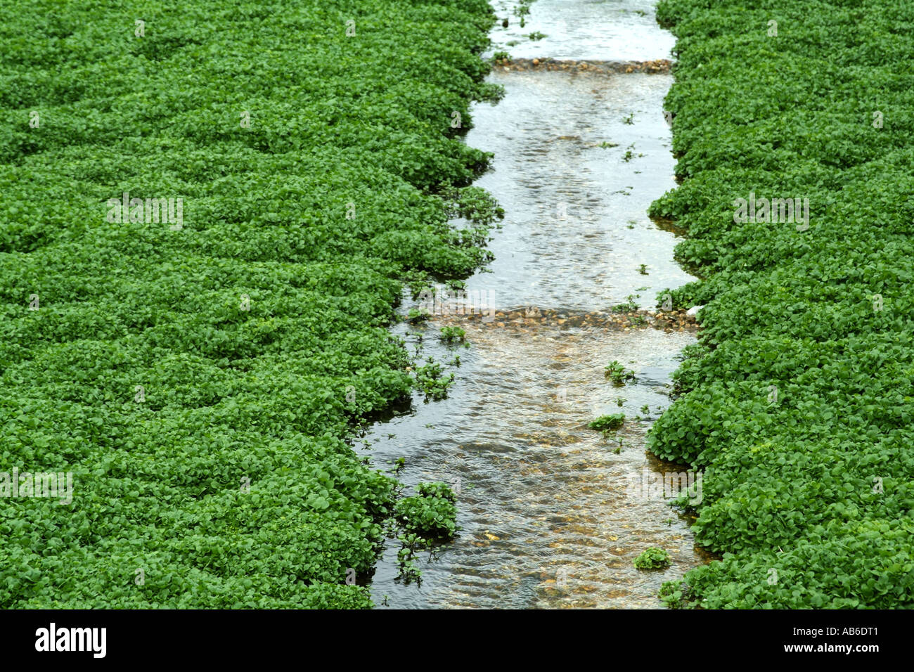 Watercress growing on gravel with water flowing from a spring near ...