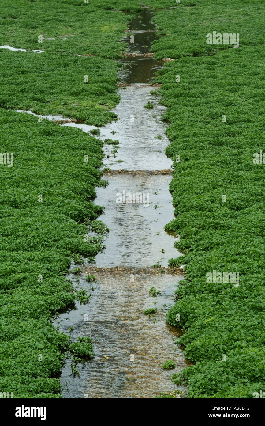 Watercress farming hampshire hi-res stock photography and images - Alamy