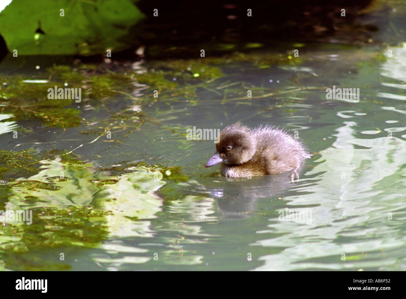 Lonely duckling hi-res stock photography and images - Alamy