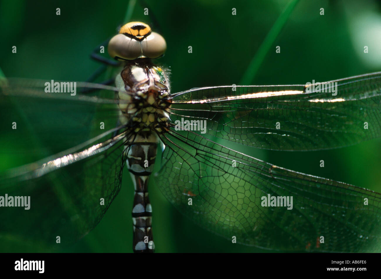 Hatching flies hi-res stock photography and images - Alamy