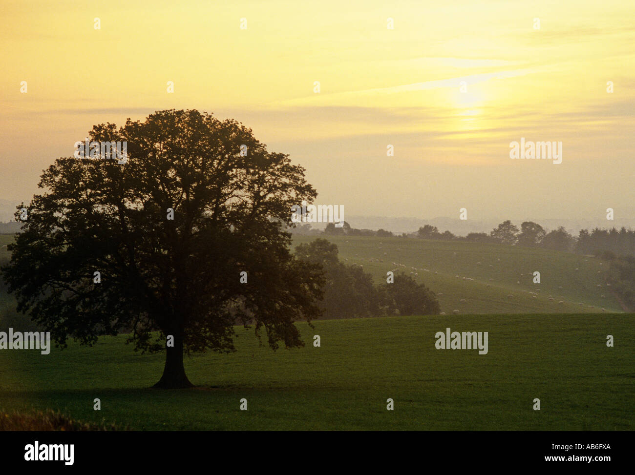 Welsh ancient forest hi-res stock photography and images - Alamy
