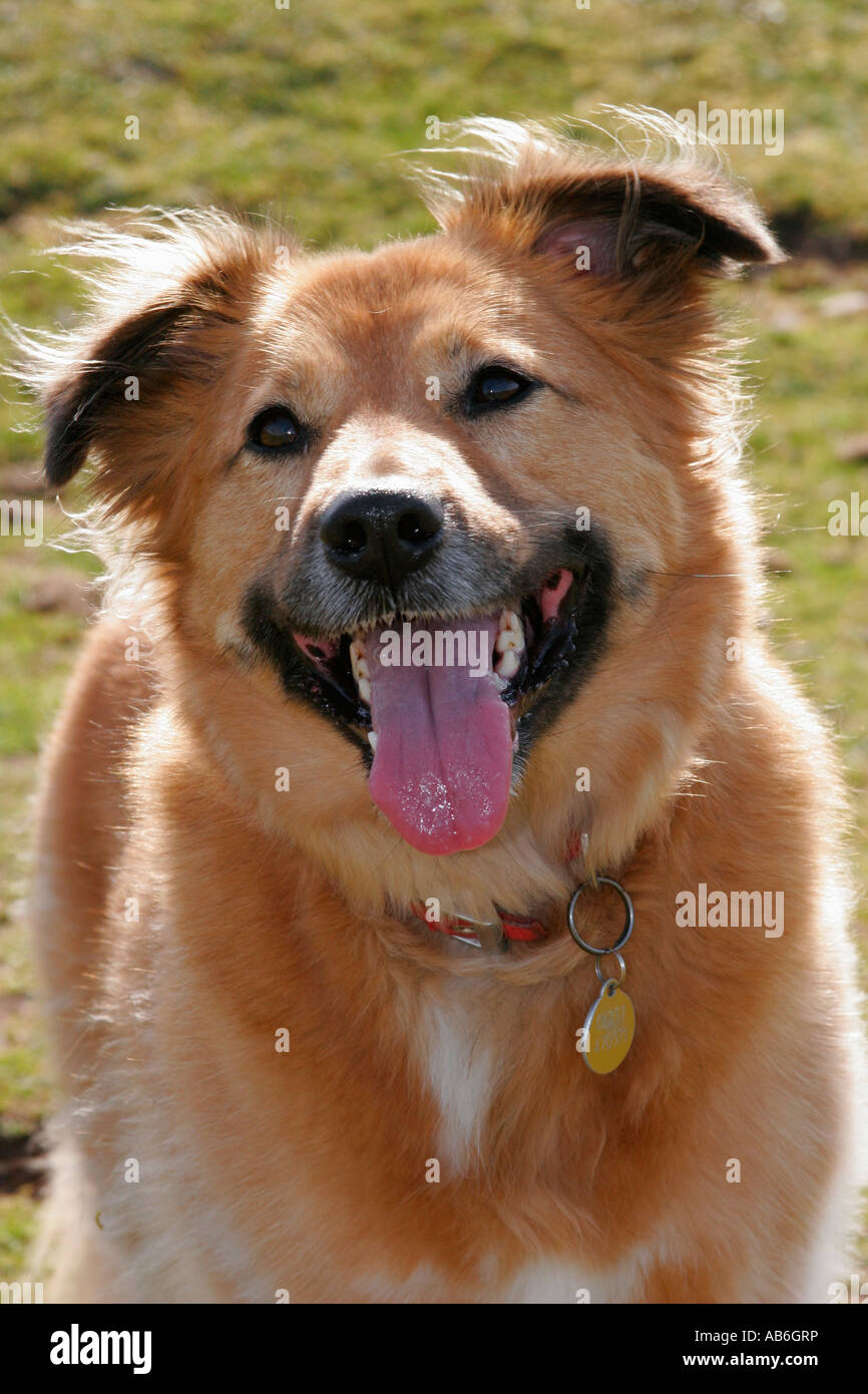 Happy ginger mongrel dog portrait Stock Photo - Alamy