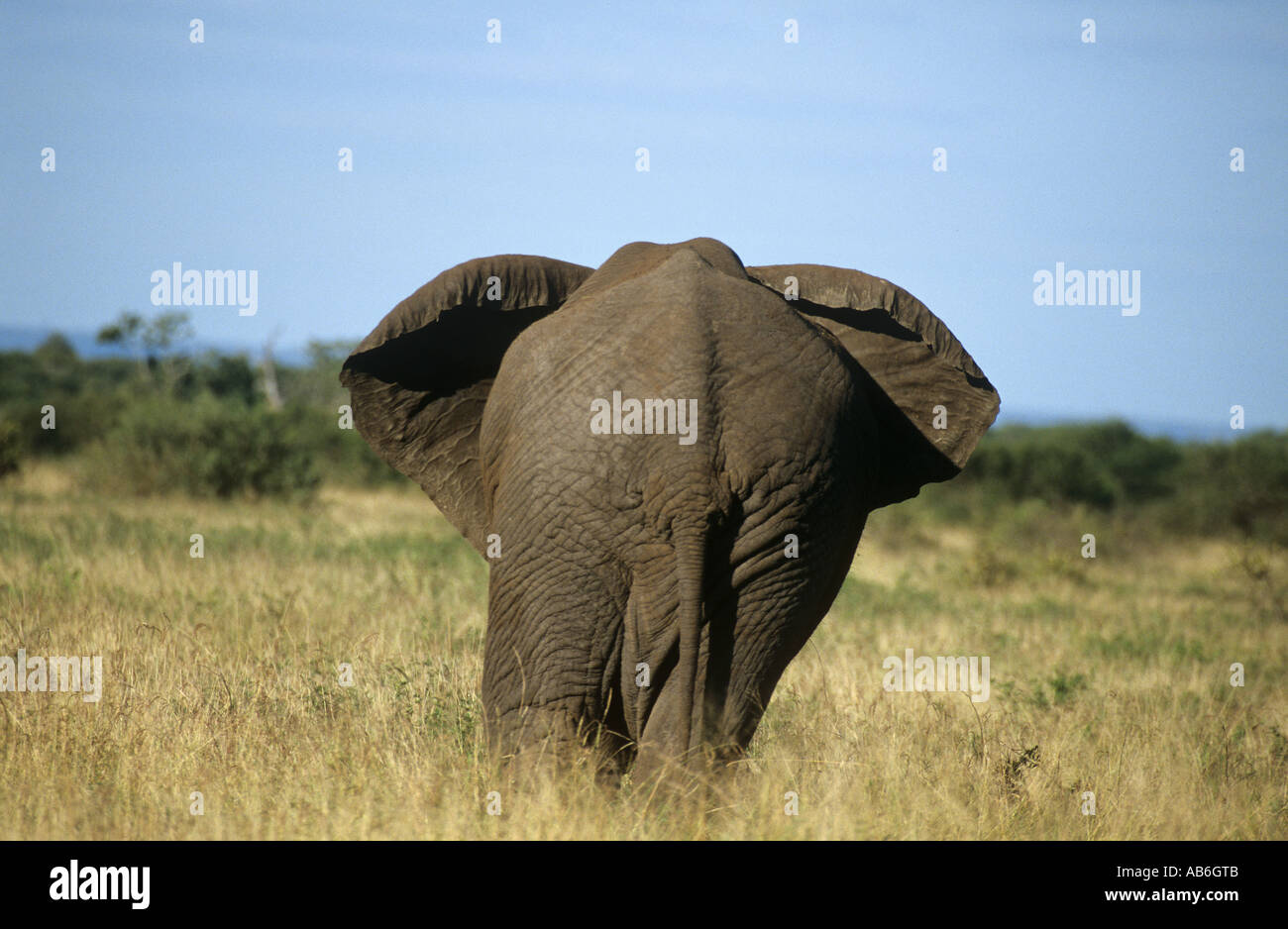 Elephants backside hi-res stock photography and images - Alamy