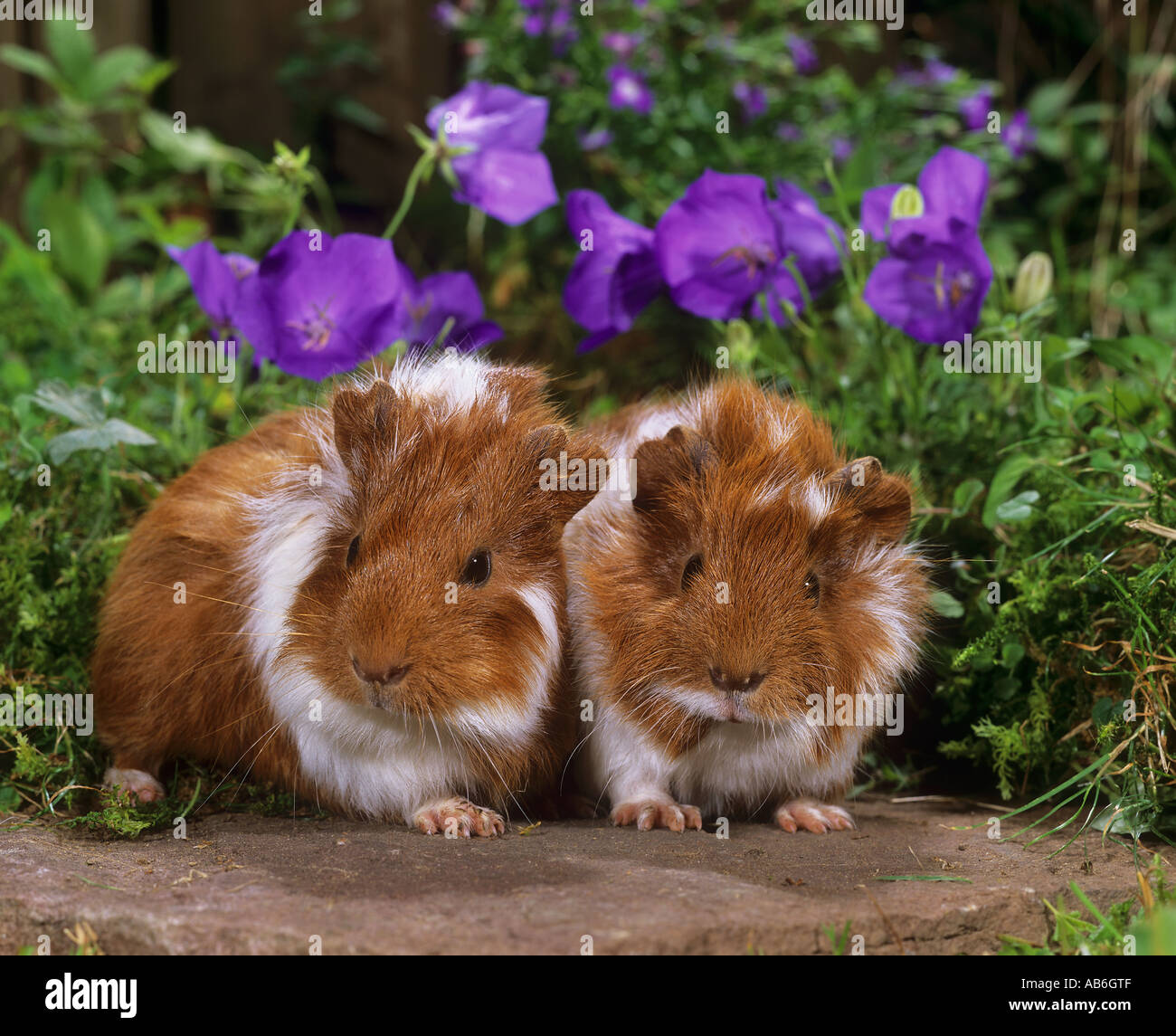 two young guinea pigs in front of flowers / Caviidae Stock Photo - Alamy