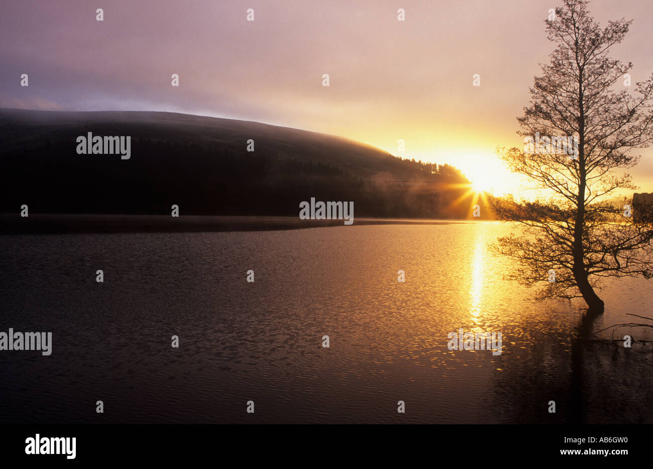 A tree growing in a lake, at sunrise Stock Photo - Alamy