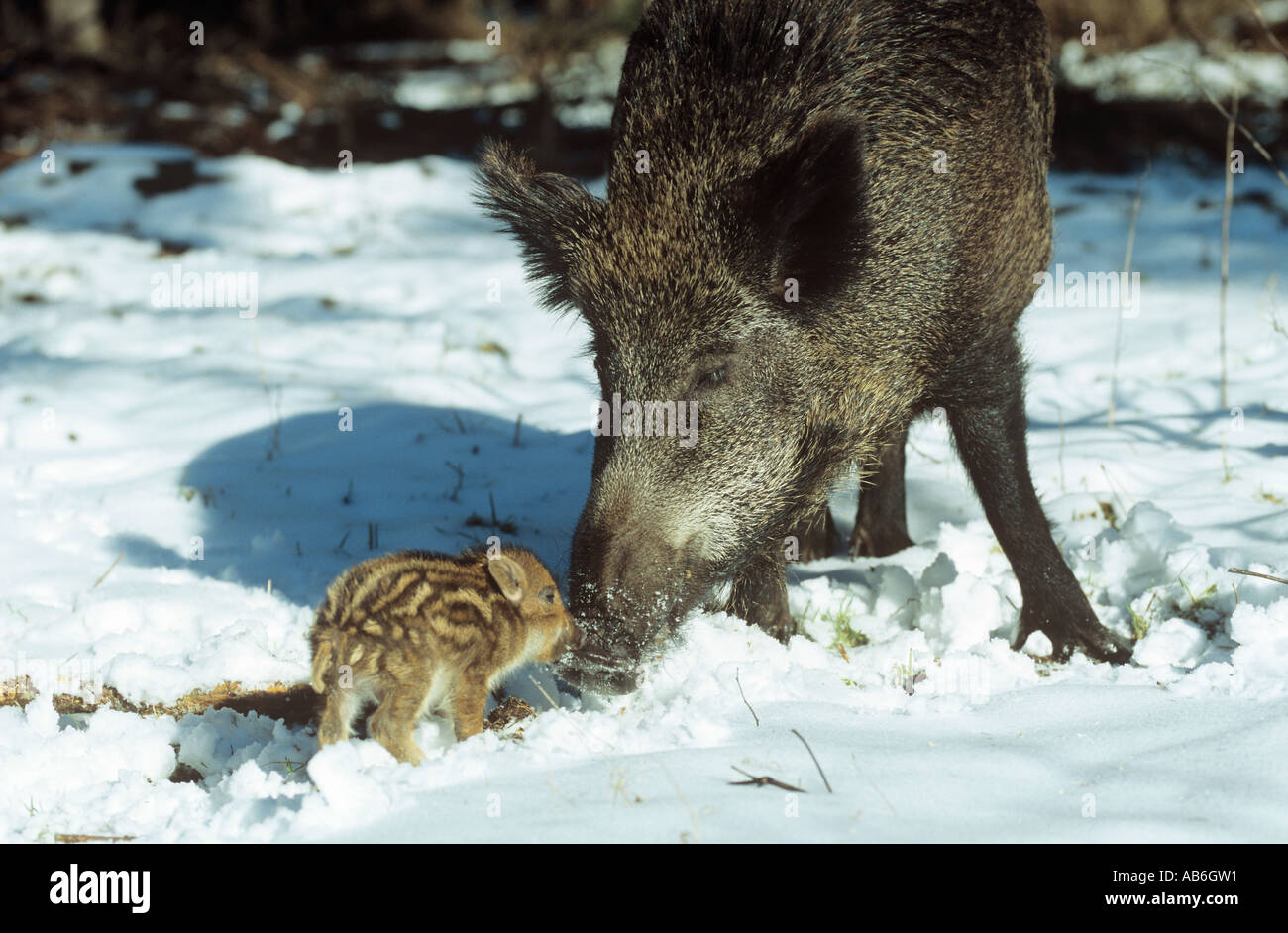 wild boar pig wild sow with shoat in snow Sus scrofa Stock Photo - Alamy