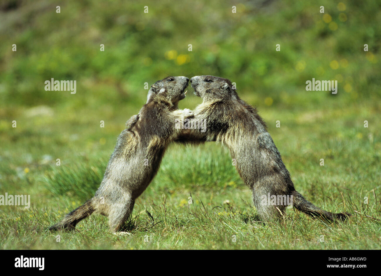 two alpine marmots fighting Marmota marmota Stock Photo - Alamy