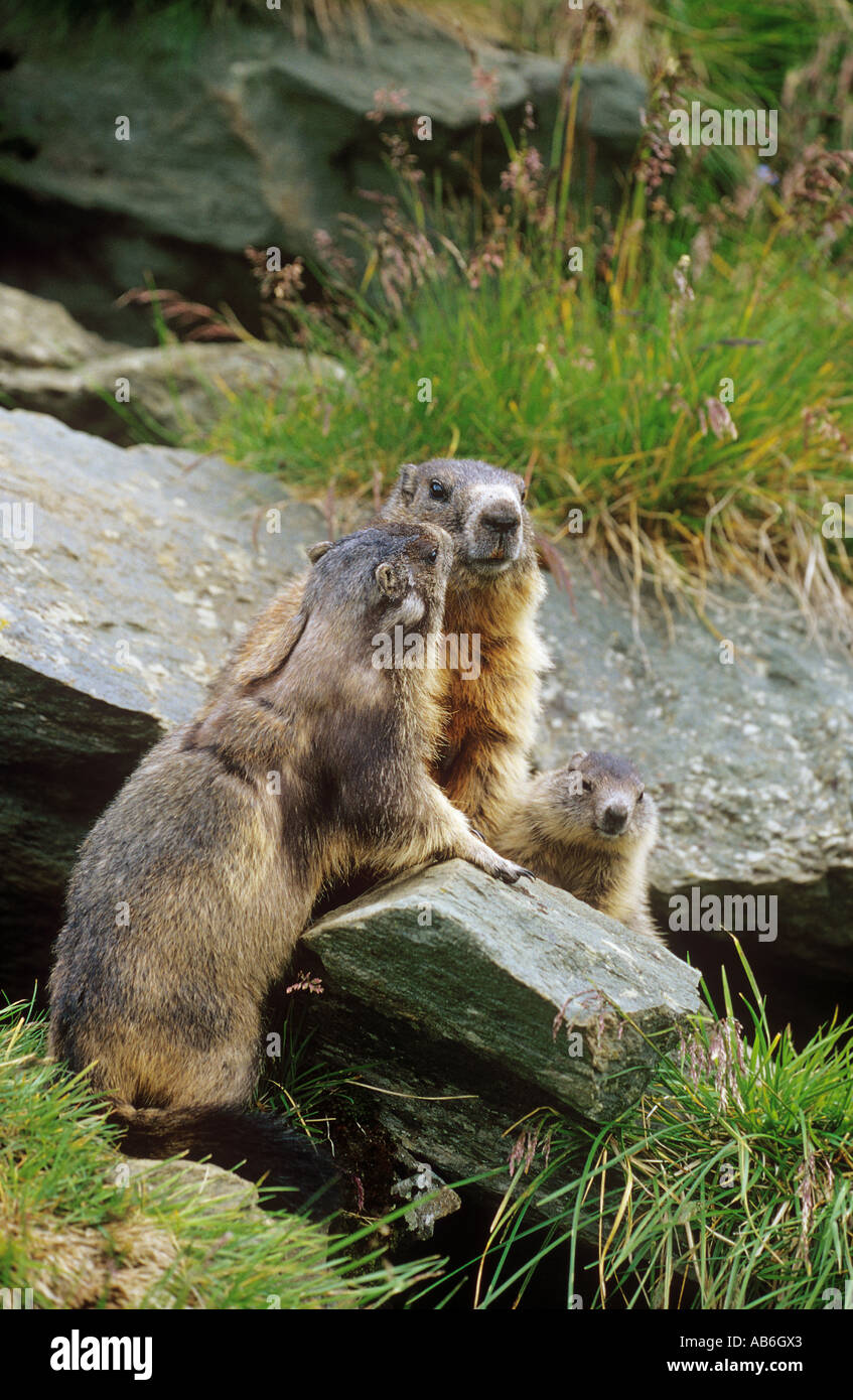 alpine marmots with cub Marmota marmota Stock Photo - Alamy