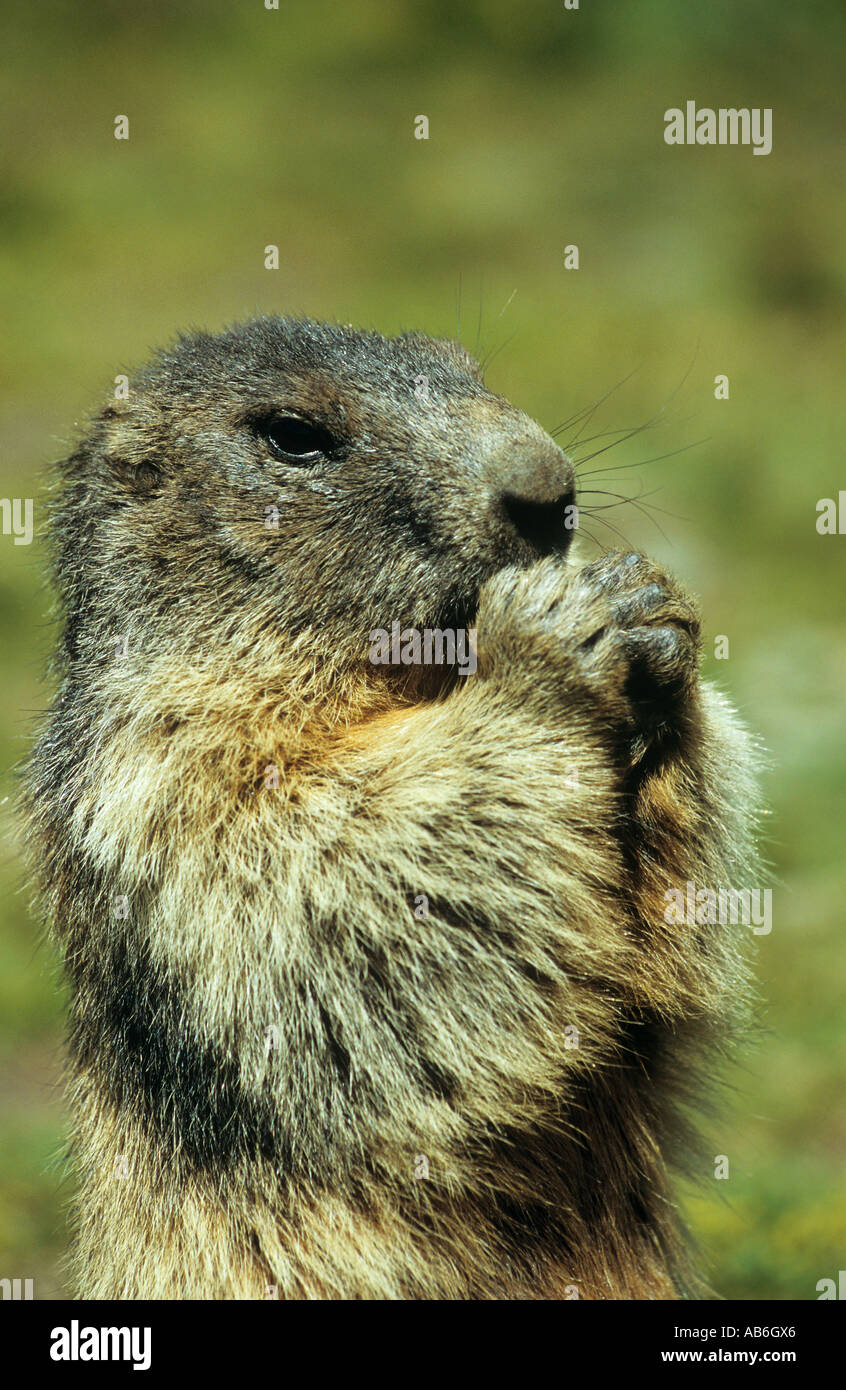 alpine marmot portrait Marmota marmota Stock Photo - Alamy