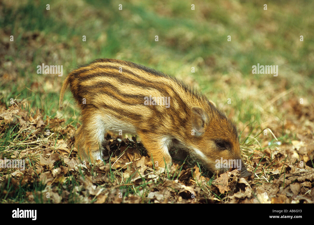 Shoat shote hi-res stock photography and images - Alamy