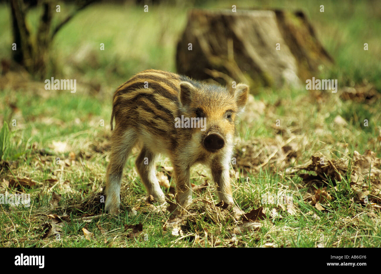 wild boar shote shoat standing on meadow Sus scrofa Stock Photo - Alamy
