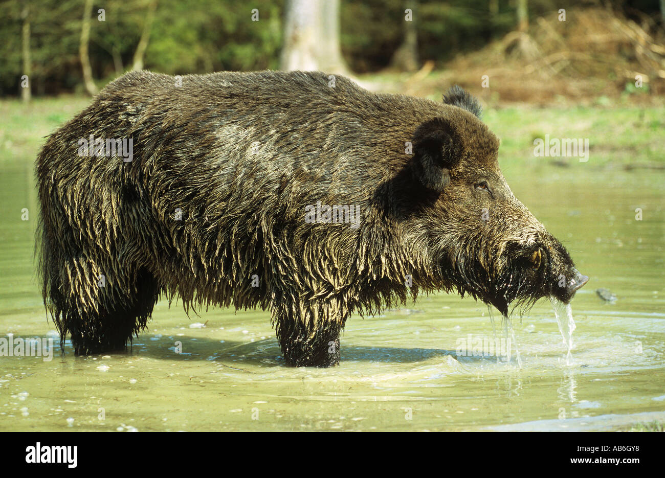 Boar in the water hi-res stock photography and images - Alamy