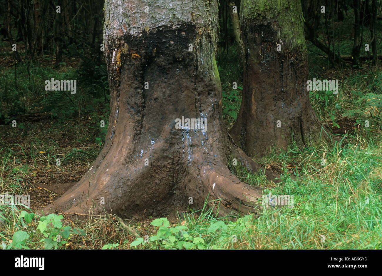 damage caused by wild boar Sus scrofa Stock Photo - Alamy