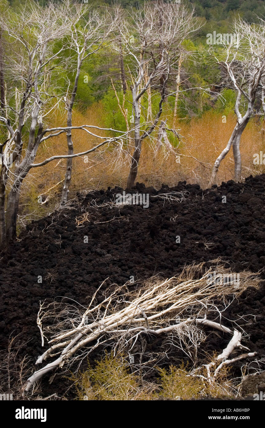 Landscape trees bushes burned hi-res stock photography and images - Alamy