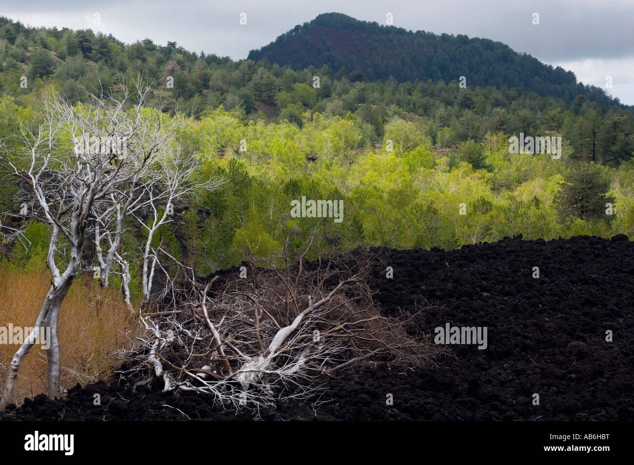 Landscape trees bushes burned hi-res stock photography and images - Alamy