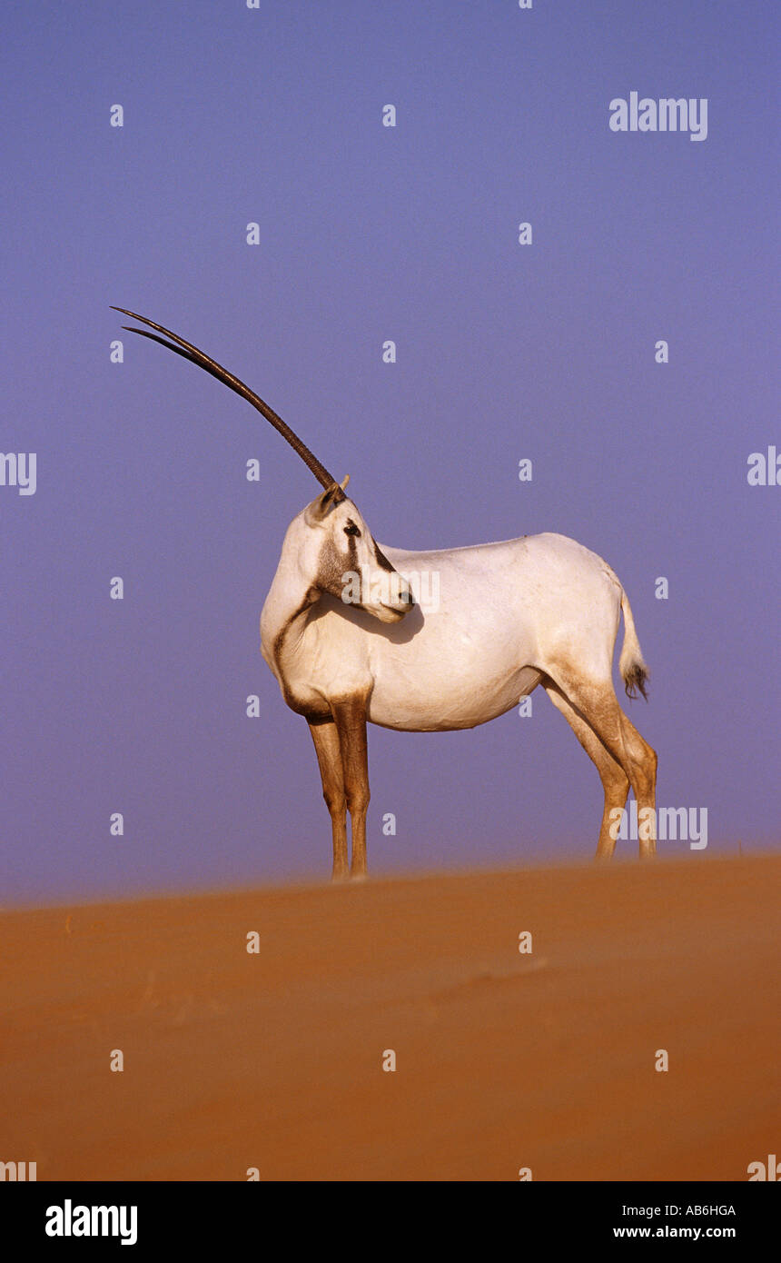 Arabian oryx standing in sand Oryx leucoryx Stock Photo - Alamy
