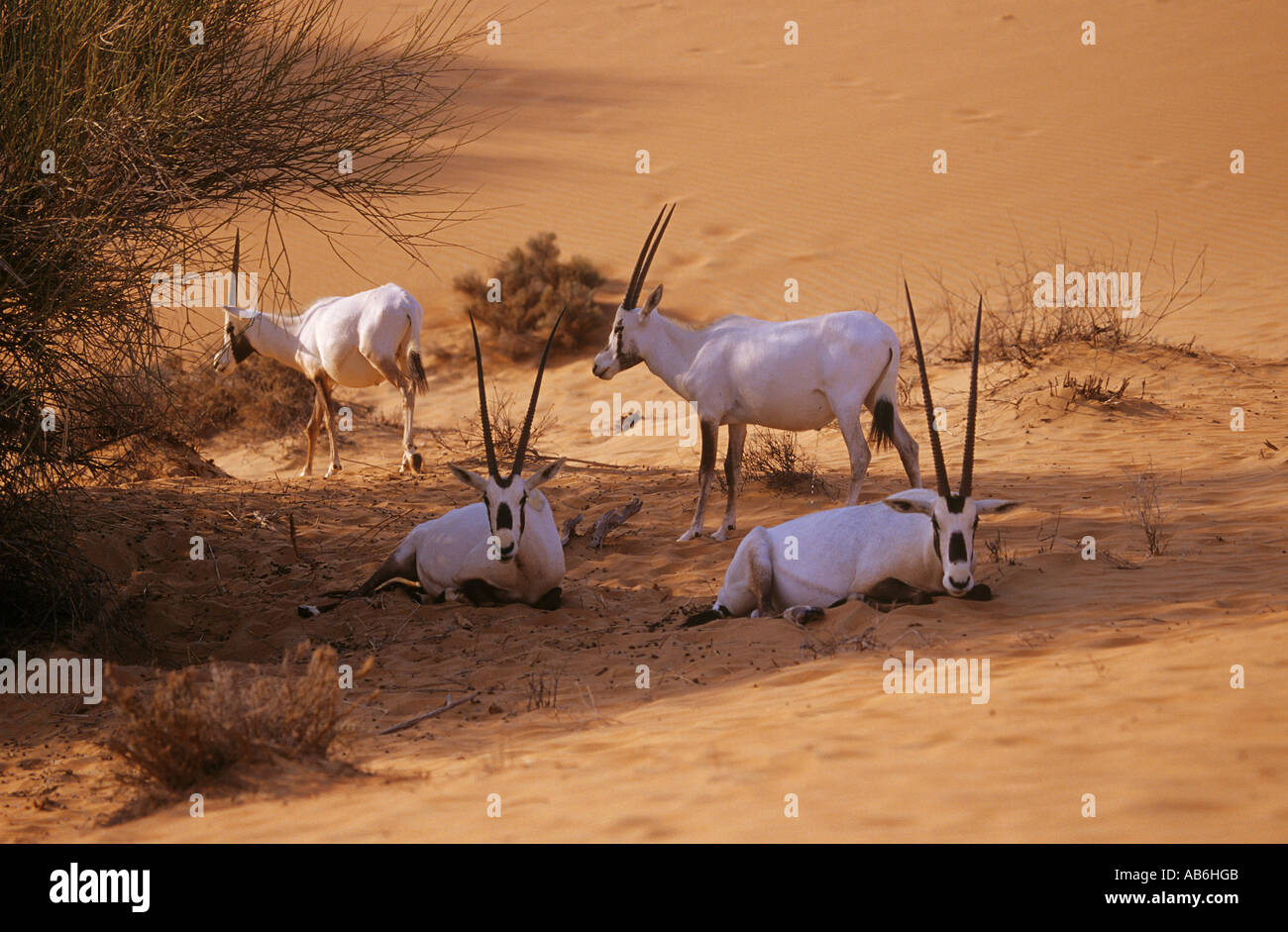 four Arabian oryxes in sand Oryx leucoryx Stock Photo - Alamy