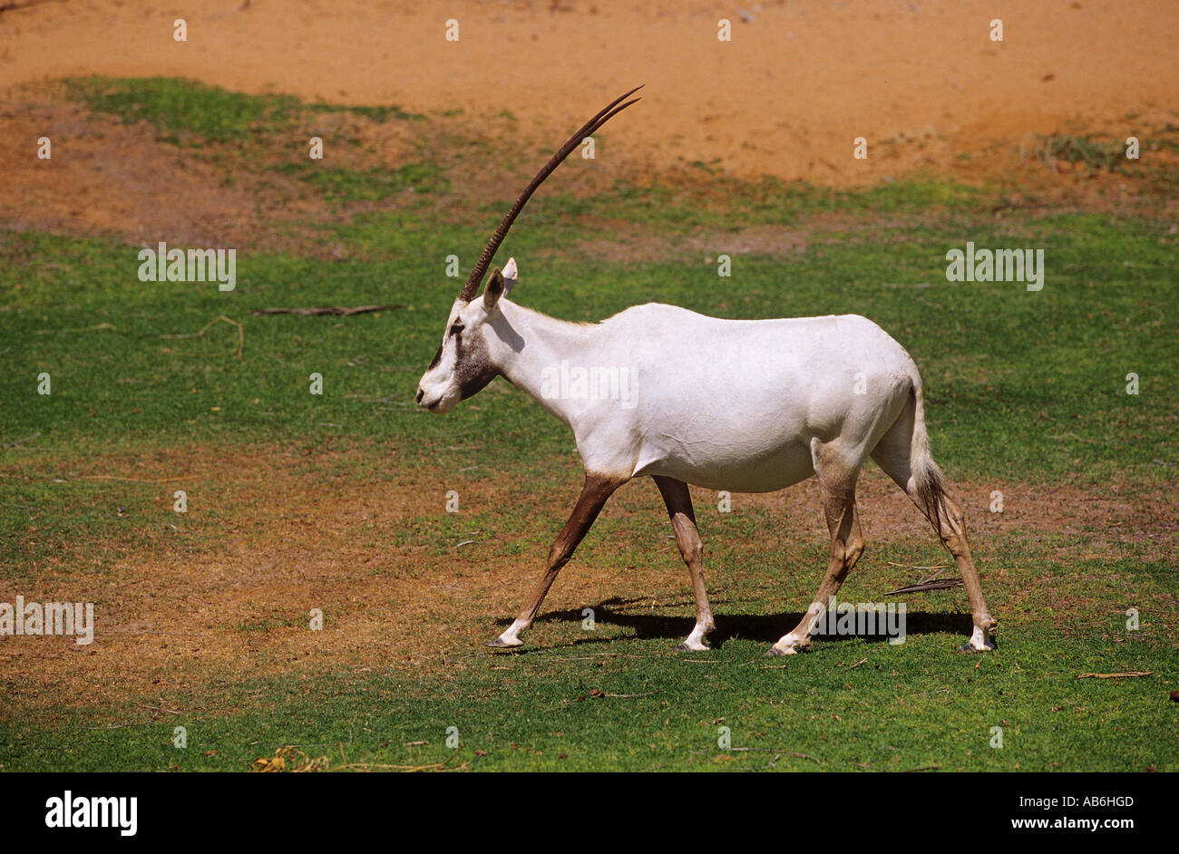 White oryxes hi-res stock photography and images - Alamy