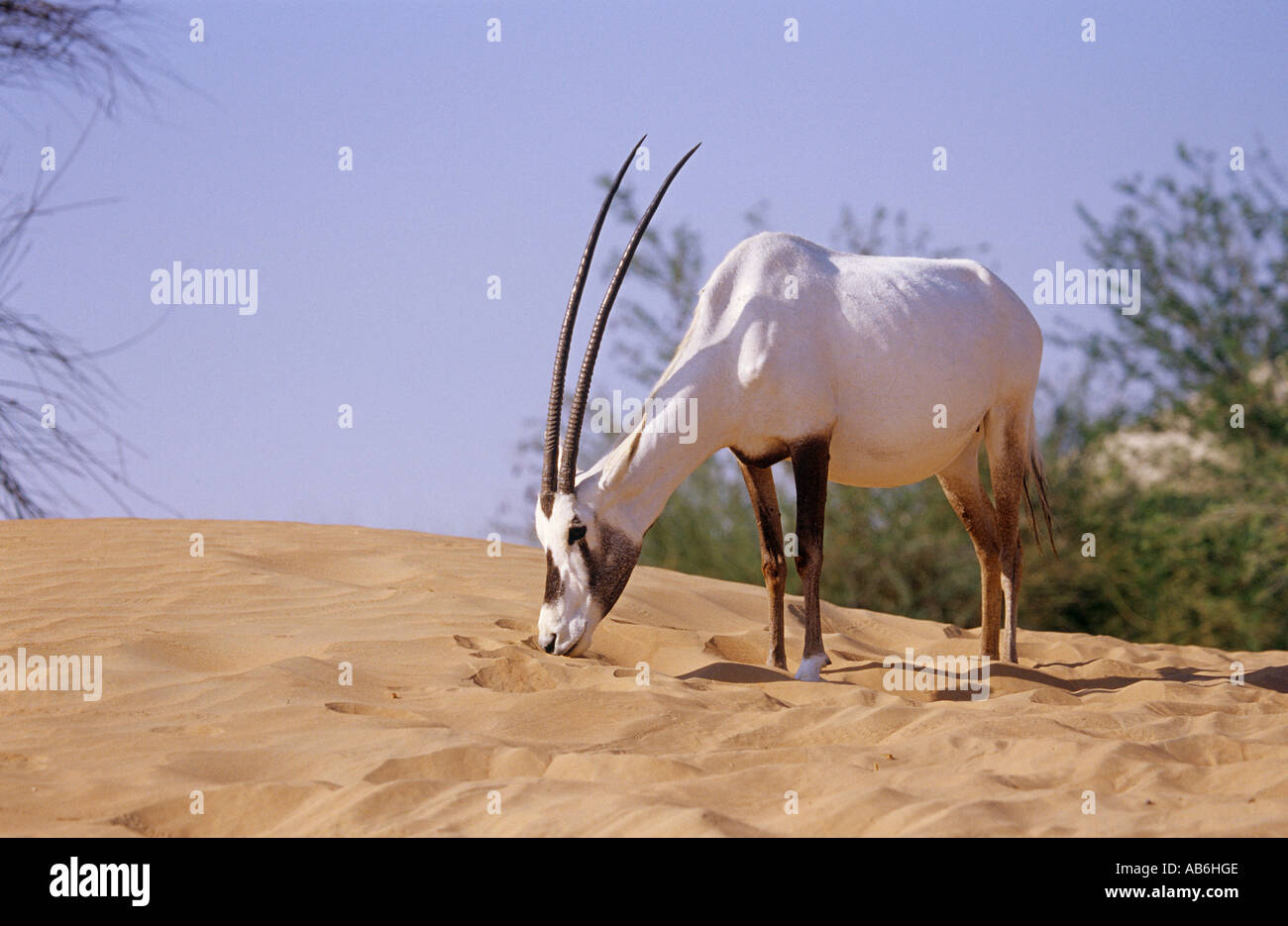 White oryxes hi-res stock photography and images - Alamy