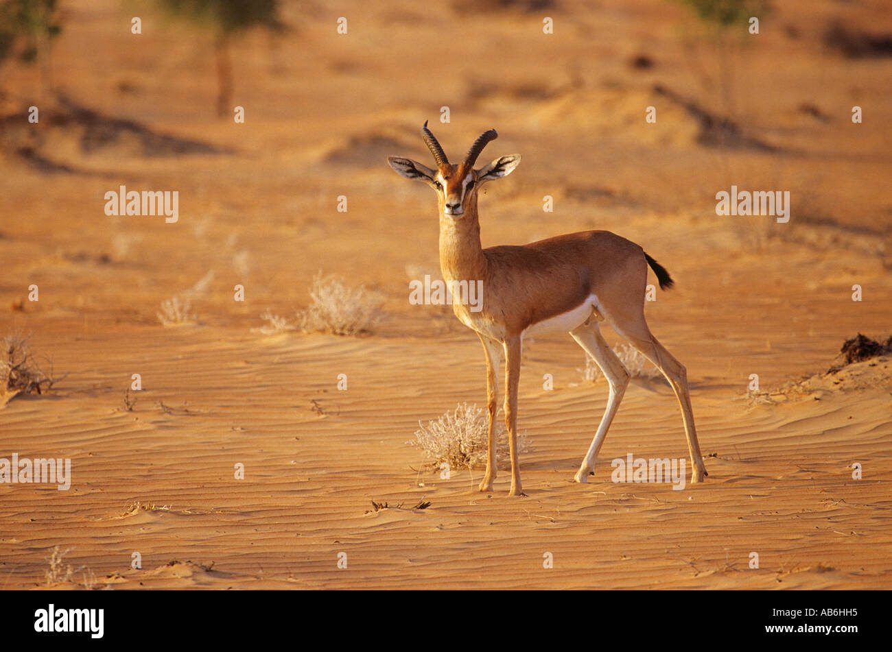 Arabian Mountain Gazelle (Gazella gazella cora) standing in the desert ...