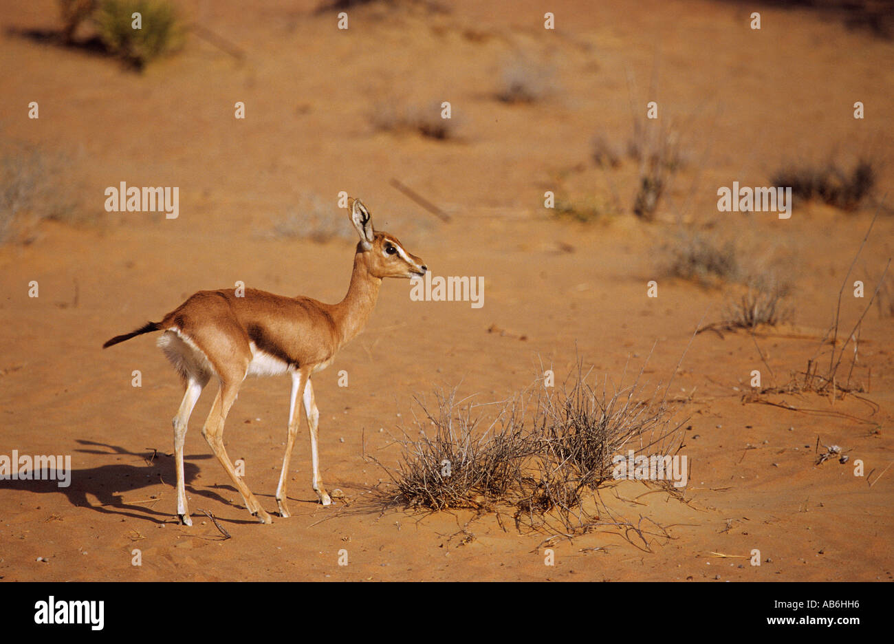 Arabian sand gazelle (Gazella subgutturosa marica Stock Photo - Alamy