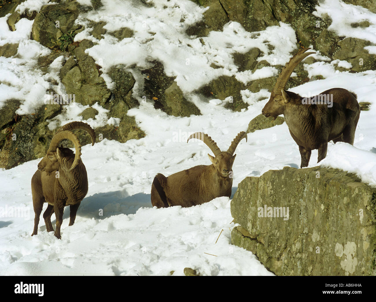 three alpine ibexes in snow Capra ibex Stock Photo - Alamy