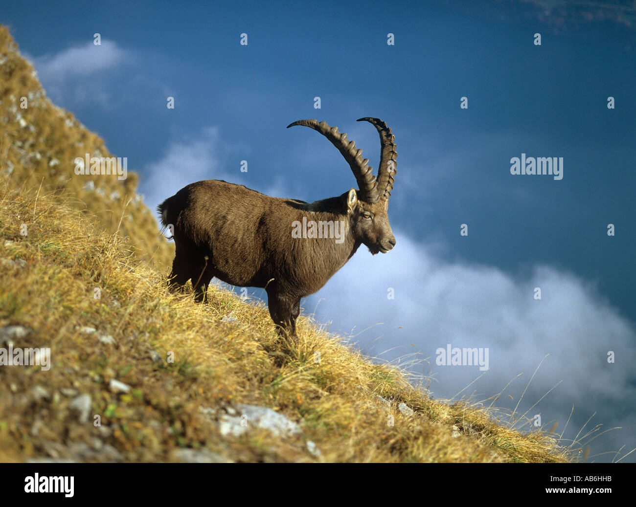 Ibex nature hi-res stock photography and images - Alamy