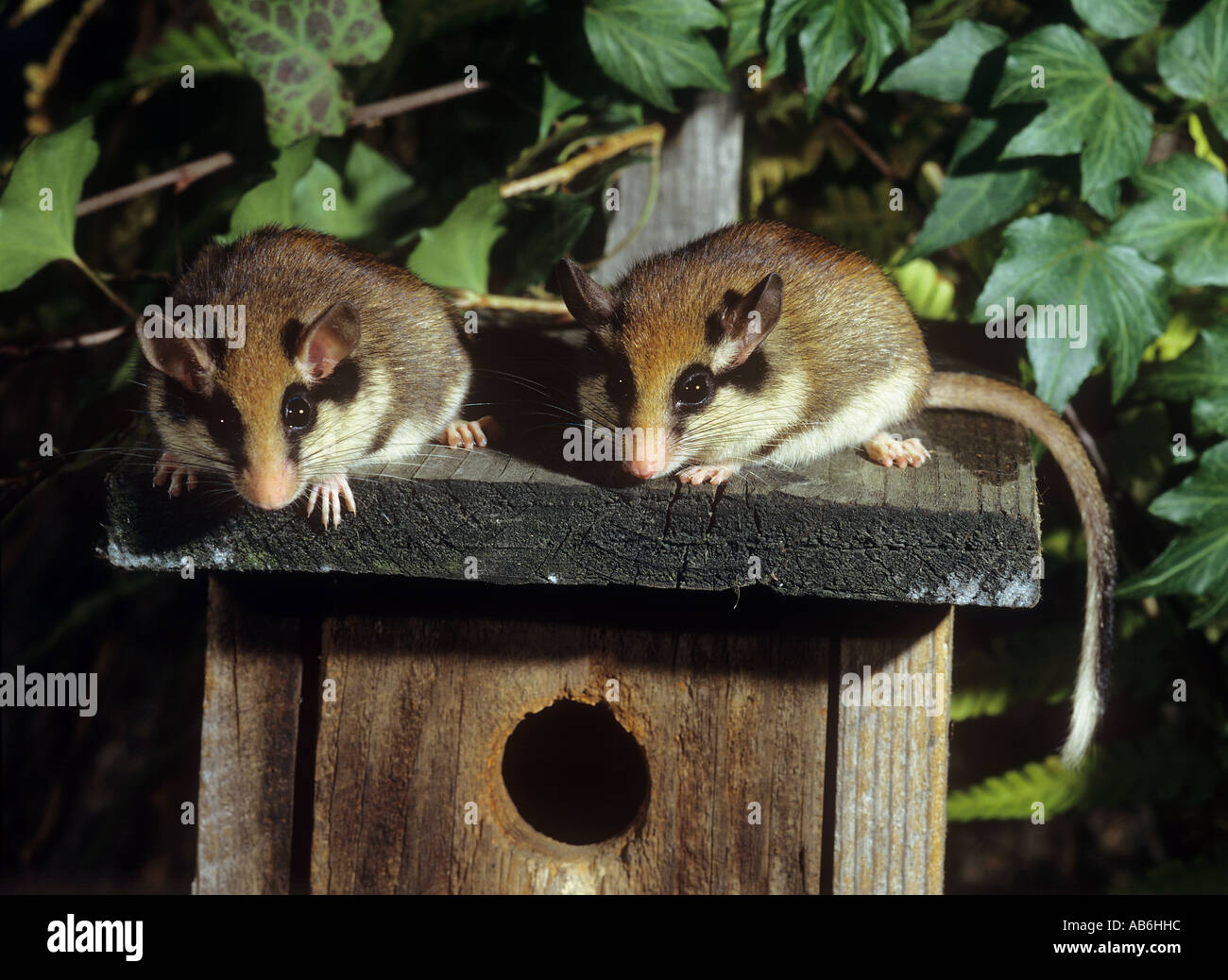 Garden Dormouse (Eliomys quercinus). Two adults on a nesting box ...
