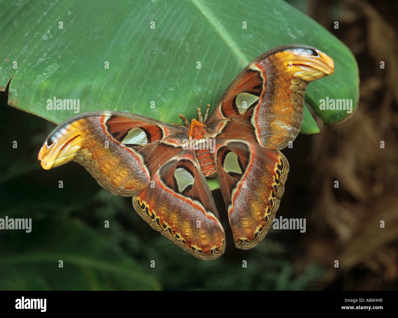 atlas moth Attacus atlas Stock Photo - Alamy atlas moth Attacus atlas Stock Photo - Alamy