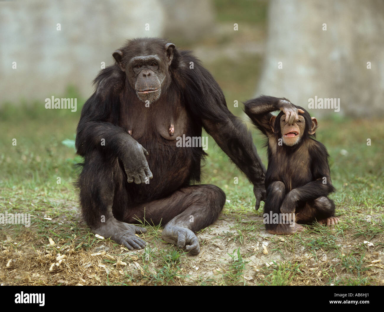 savanna chimpanzee with cub Pan troglodytes Stock Photo - Alamy