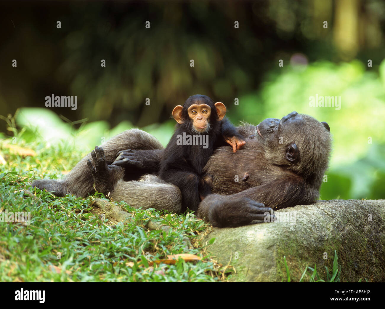savanna chimpanzee with cub Pan troglodytes Stock Photo - Alamy