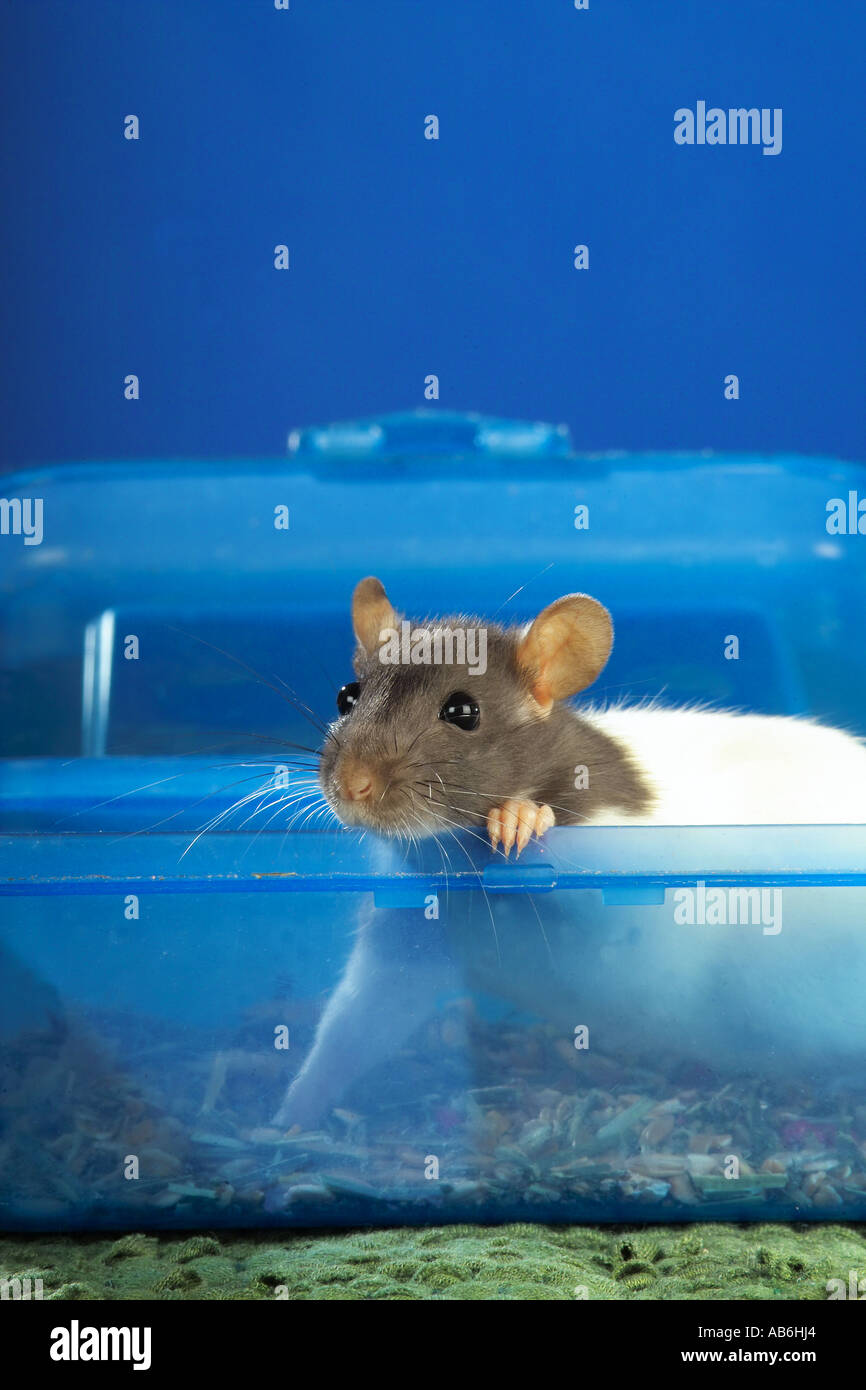 Rat box hi-res stock photography and images - Alamy
