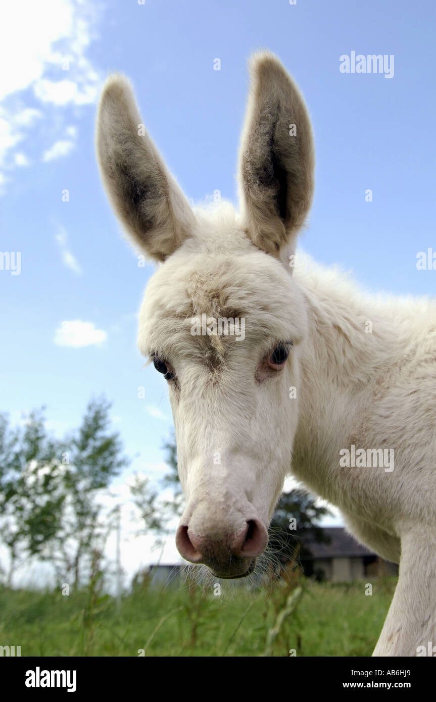 White donkey hi-res stock photography and images - Alamy