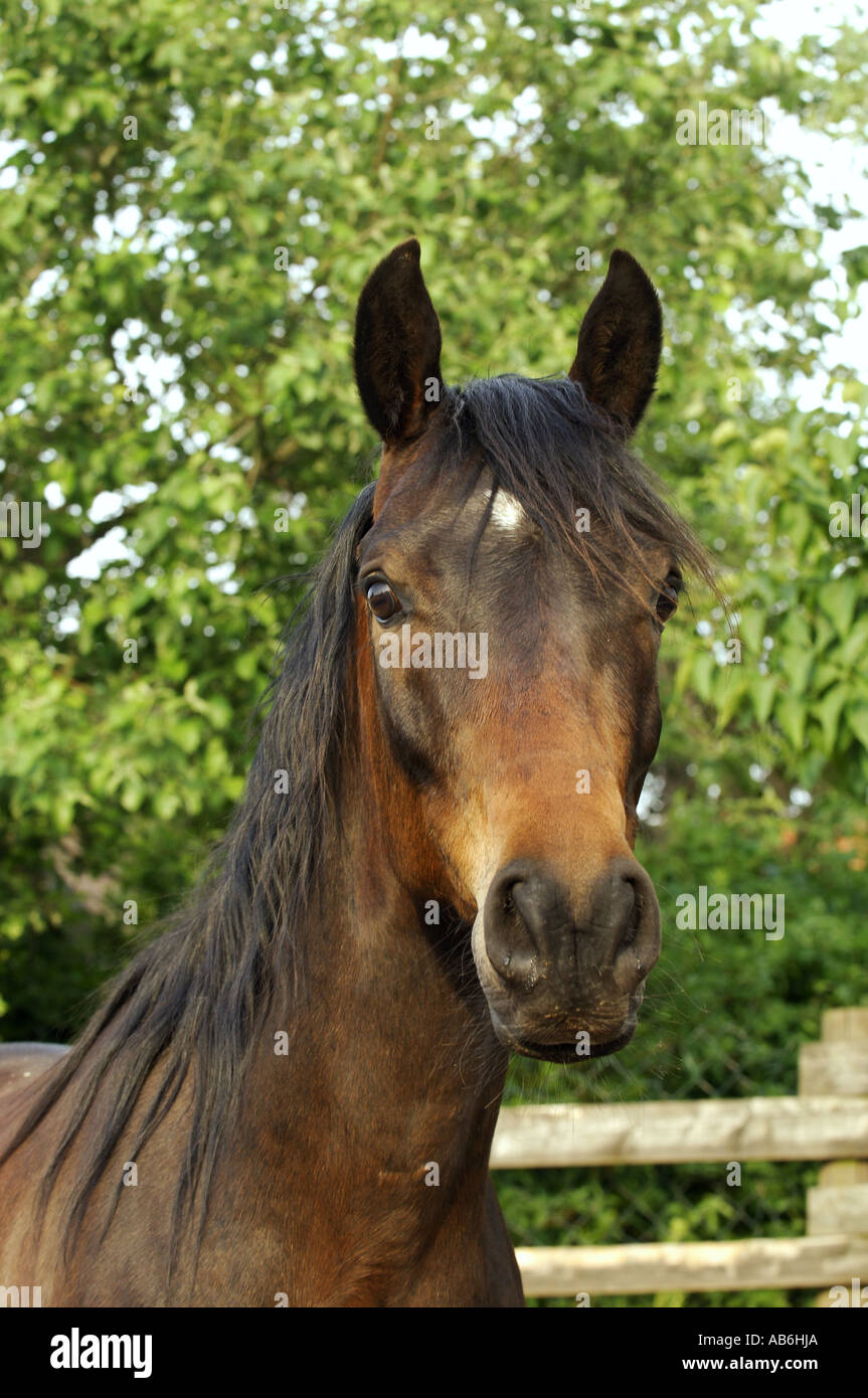 purebred Arabian horse portrait Stock Photo - Alamy