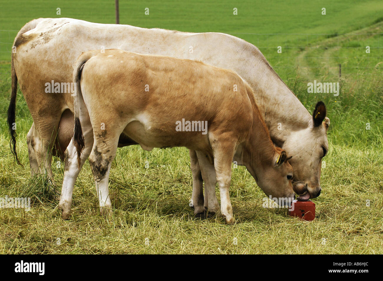 Cow and calf on salt block Stock Photo - Alamy