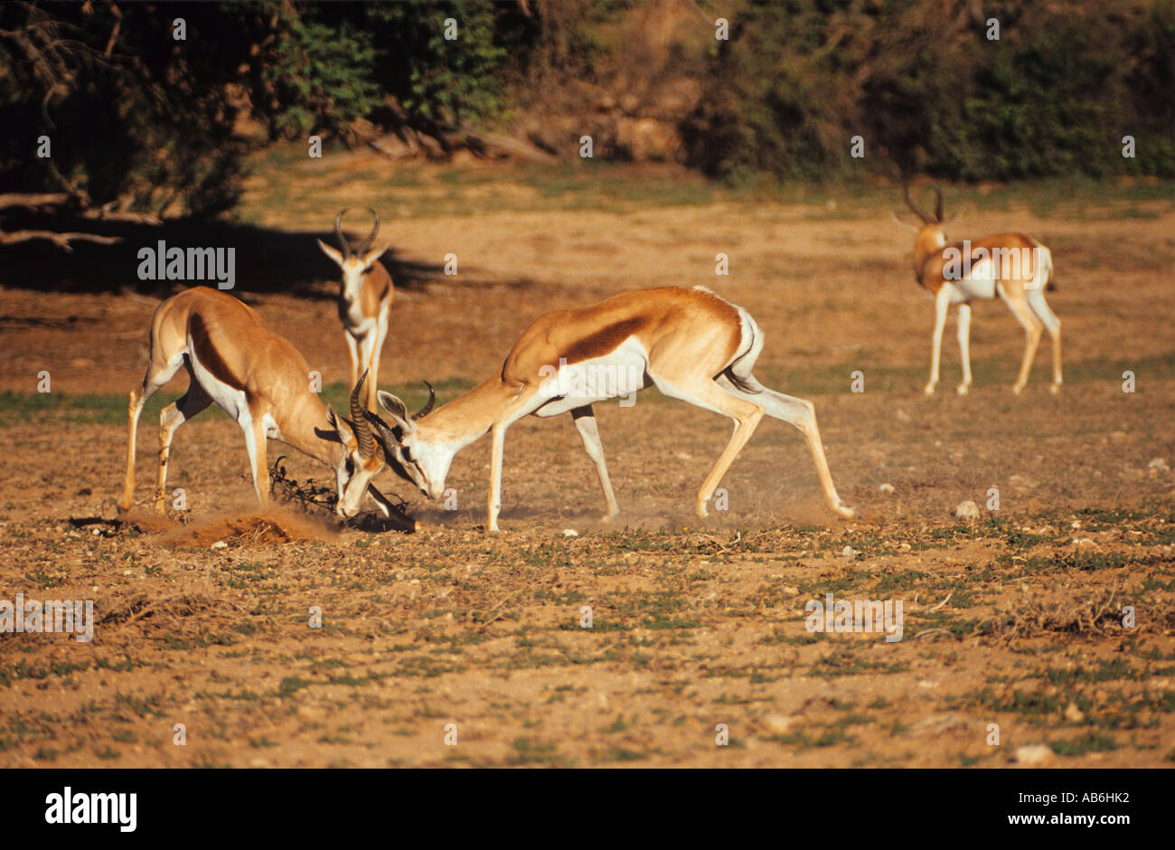 two fighting springboks Antidorcas marsupialis Stock Photo - Alamy