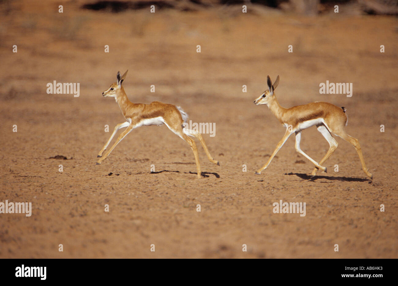 two young springbucks Antidorcas marsupialis Stock Photo - Alamy