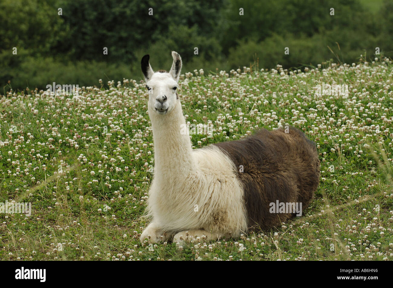 Lama (Glama llama) lying on a meadow Stock Photo - Alamy