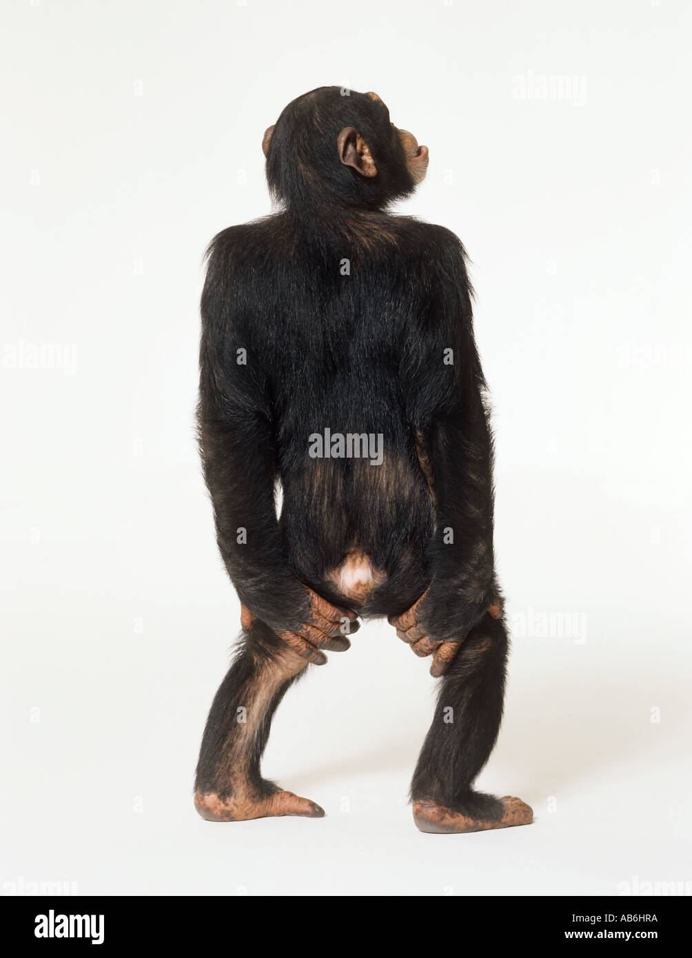 savanna chimpanzee - standing - cut out / Pan troglodytes Stock Photo ...