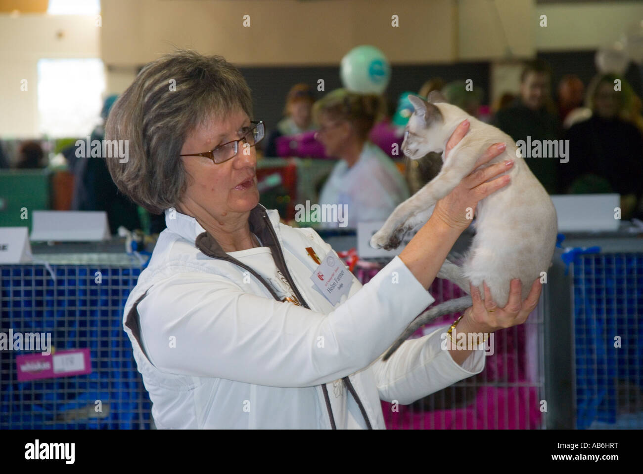 Judging a cat show hi-res stock photography and images - Alamy