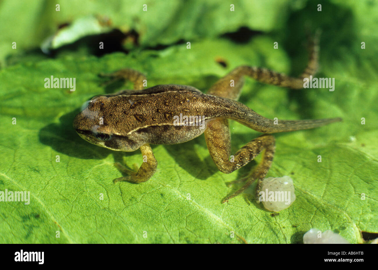 Common Frog (Rana temporaria) froglet with tail on a leaf Stock Photo ...