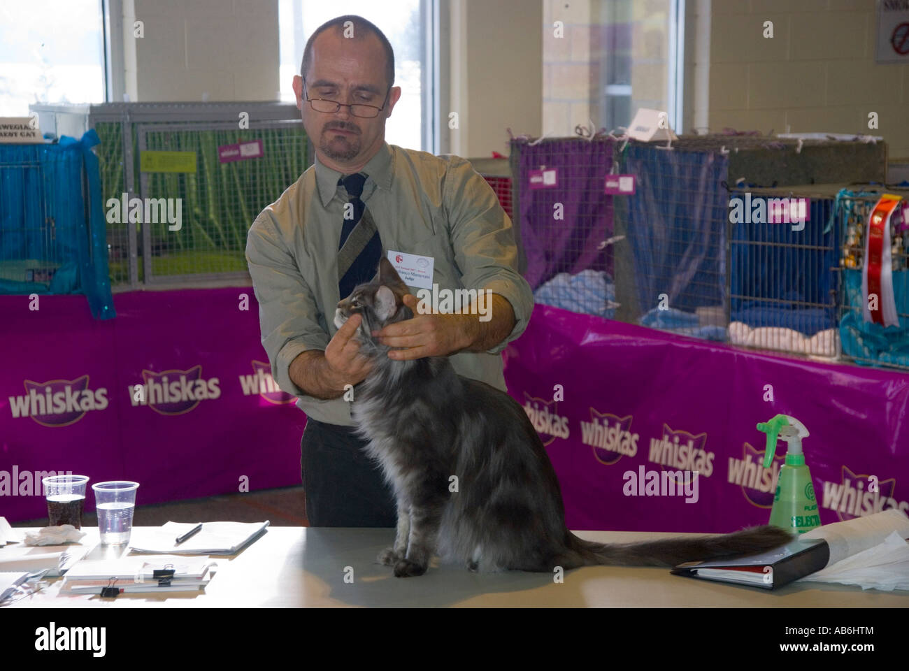 A cat show judge assessing a Maine Coon cat Stock Photo - Alamy
