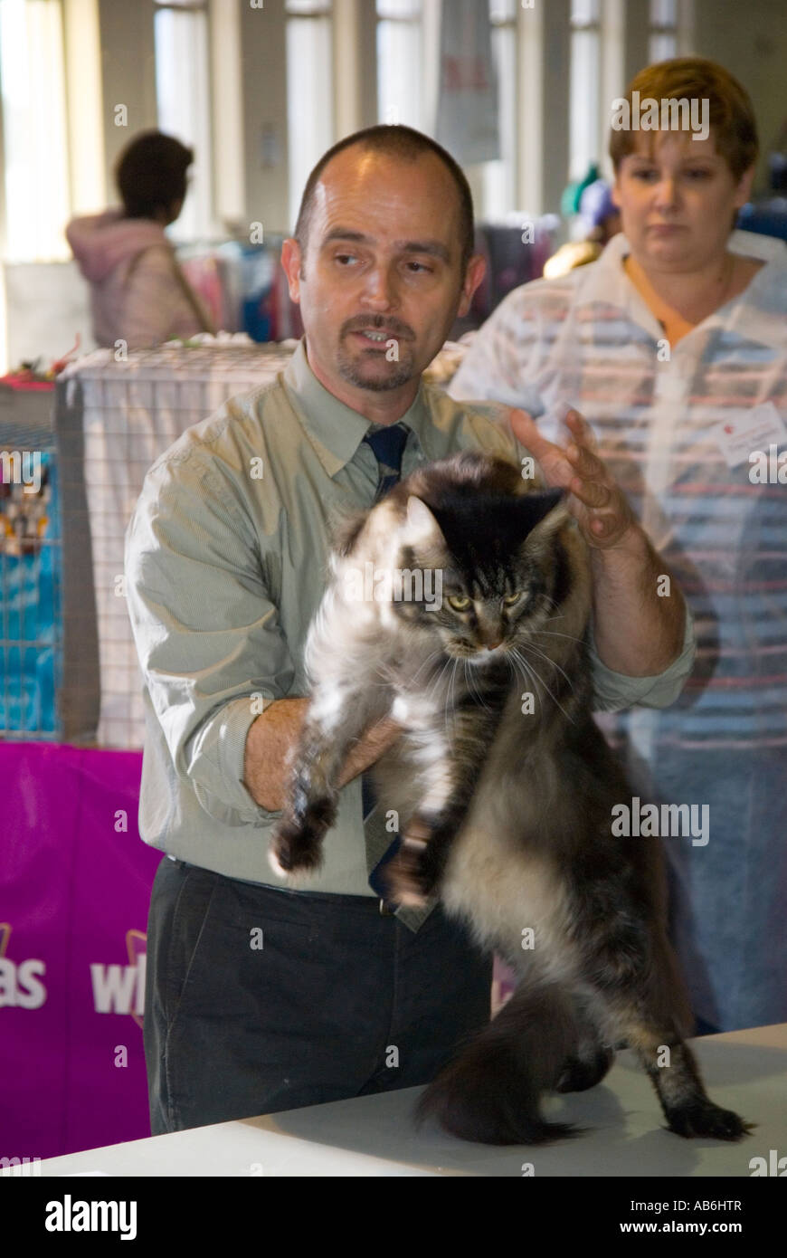 A cat show judge assessing a Maine Coon cat Stock Photo - Alamy