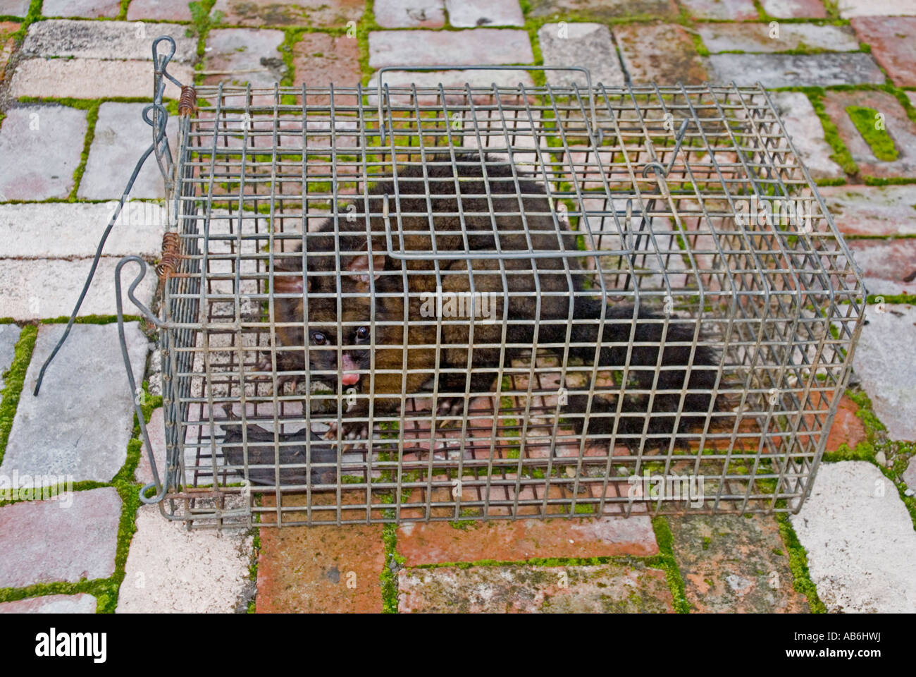 Captured brush tail possum in a possum trap Stock Photo - Alamy