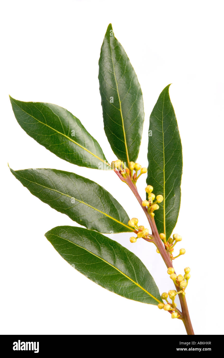 Bay leaves laurus nobilis Stock Photo - Alamy