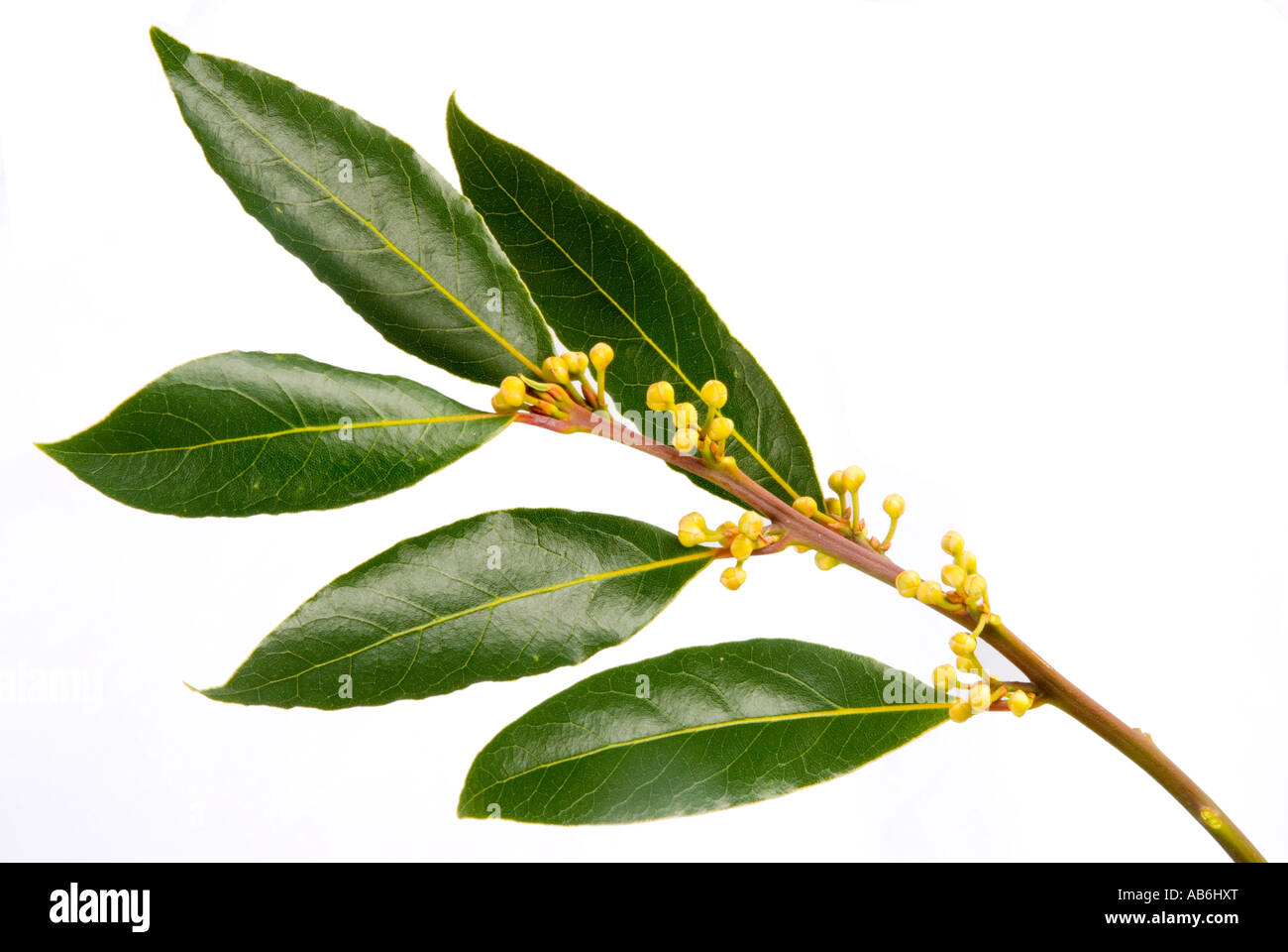 Bay leaves laurus nobilis Stock Photo - Alamy