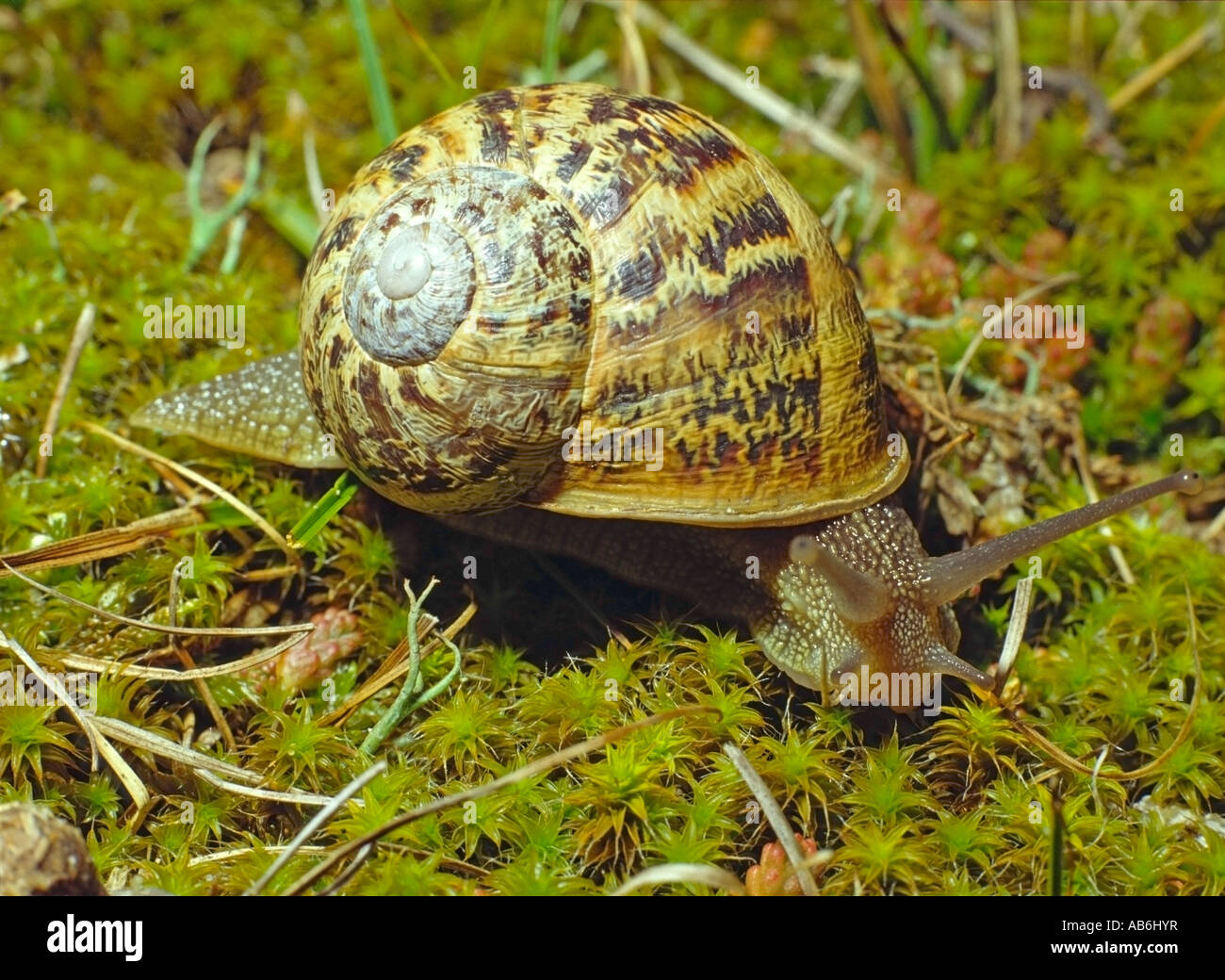 brown garden snail Cornu aspersum Helix aspersa Pulmonata Helicidae ...